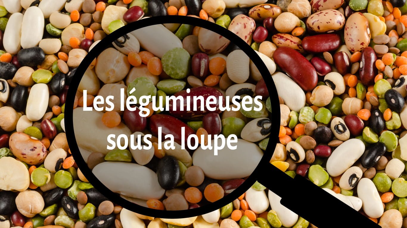 Qu’est-ce qu’une légumineuse ? – légumineuses c’est quoi – ICDK
