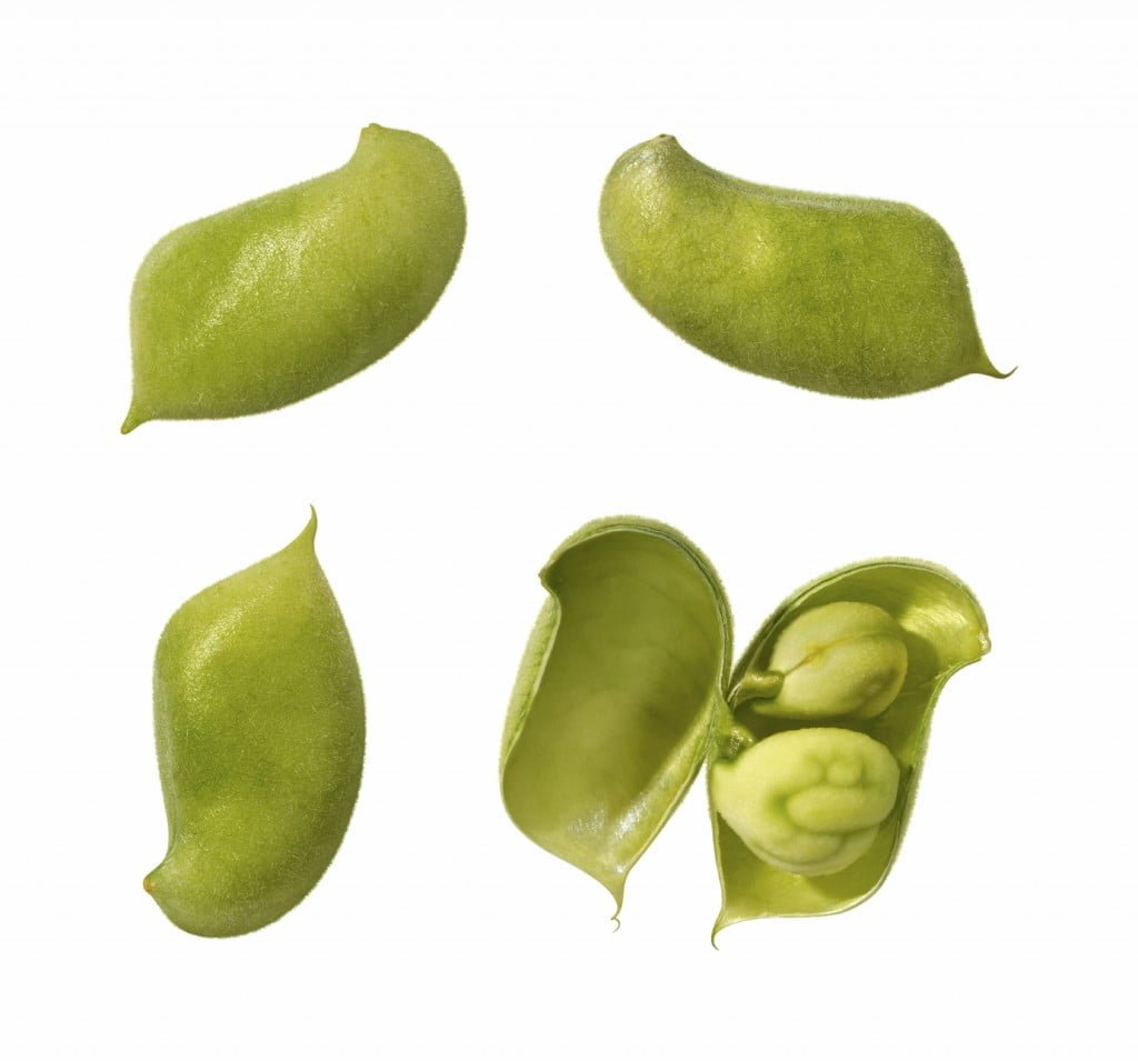 Facts and Recipes : everything about legumes and pulses!