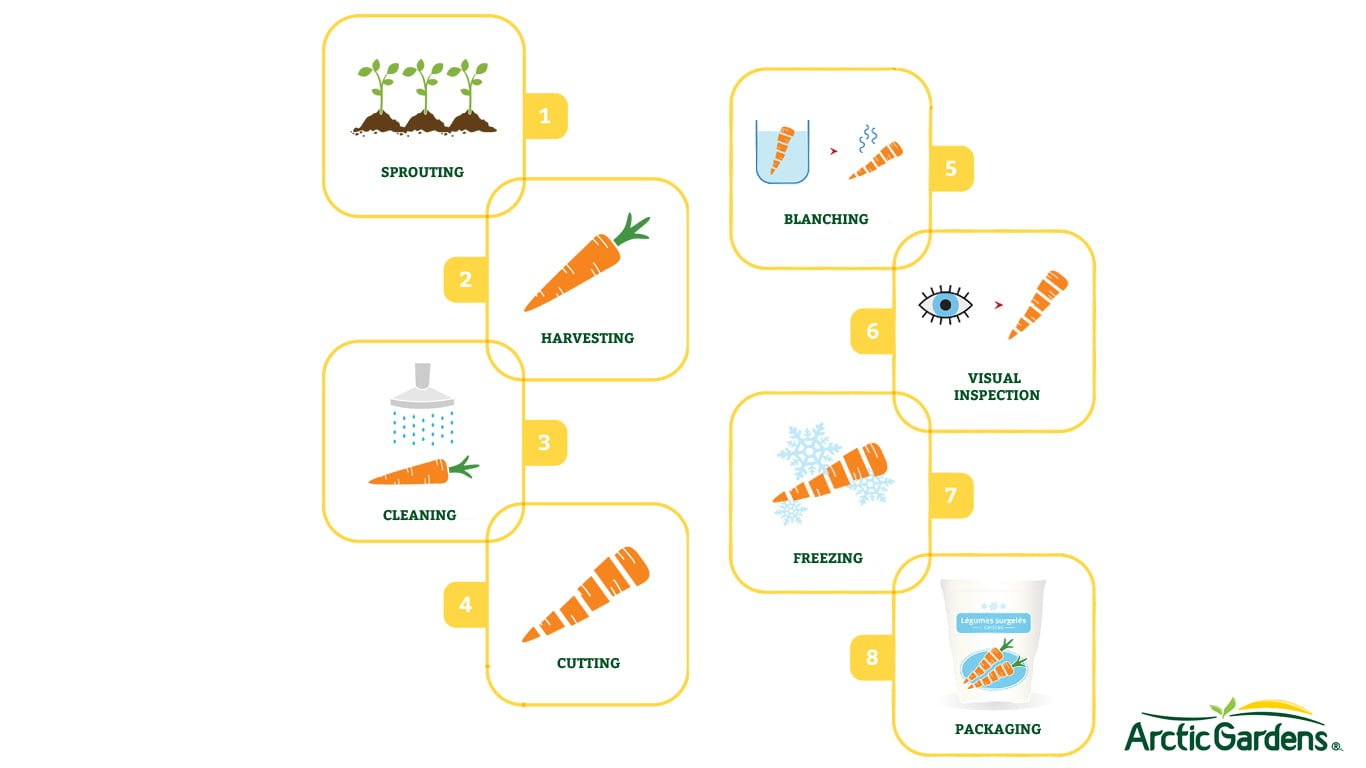 Field to table : vegetables harvesting at Arctic Gardens