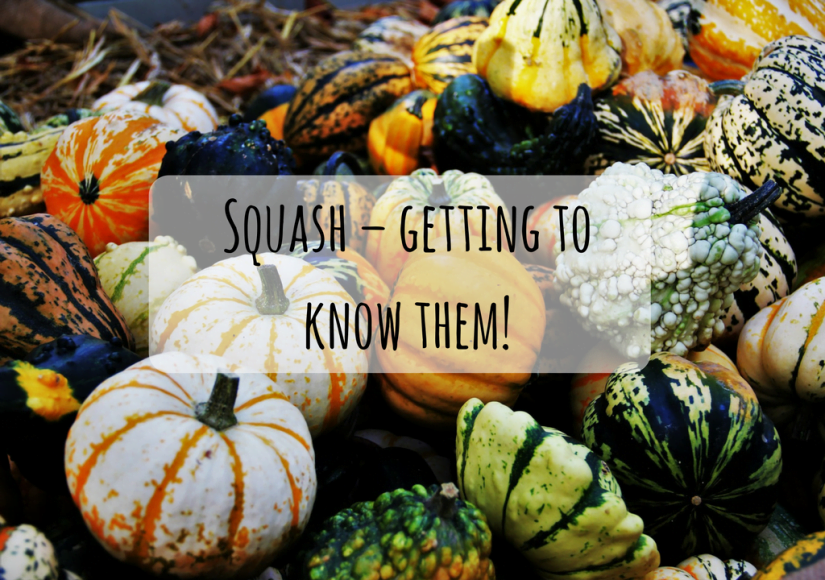 Squash – getting to know them! | Arctic Gardens