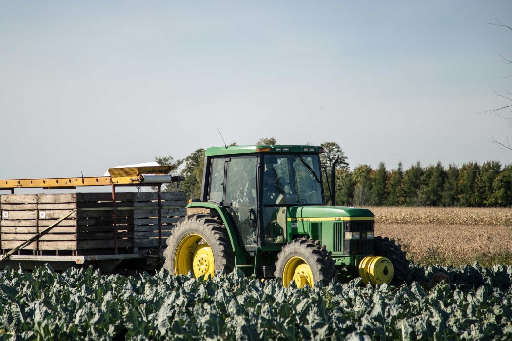 Everything on broccoli: growing, cooking and loving it! | Arctic Gardens
