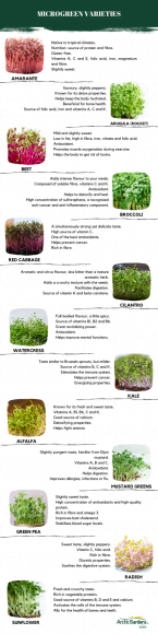 Microgreens: how to grow them | Arctic Gardens