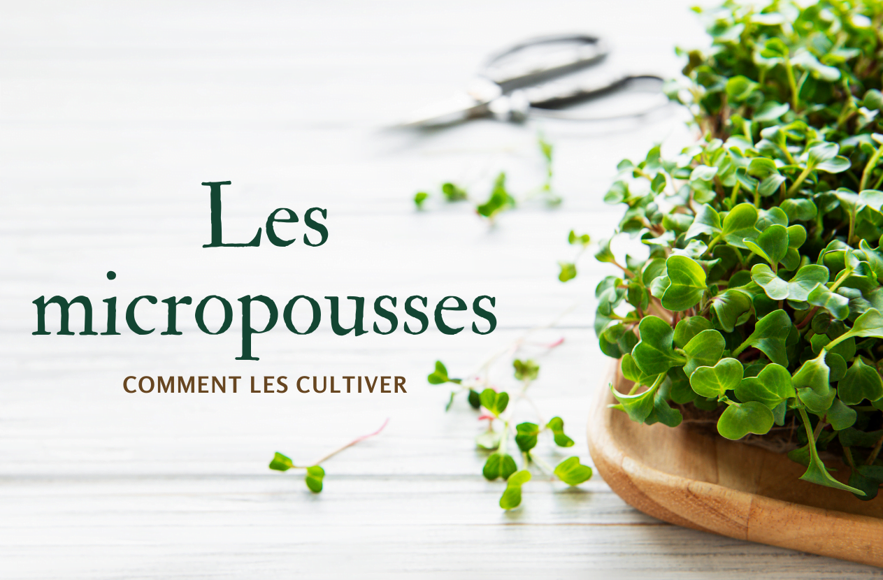 Les micropousses: comment les cultiver | Arctic Gardens
